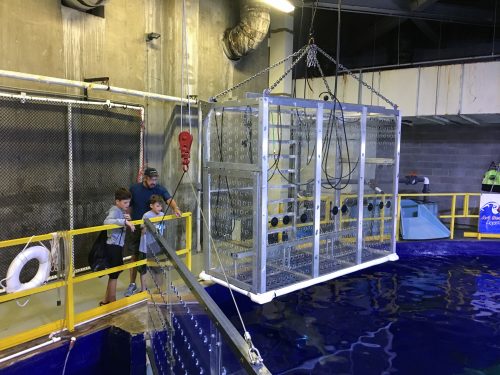 The Shark Cage Experience at the Downtown Aquarium | A-1 Scuba