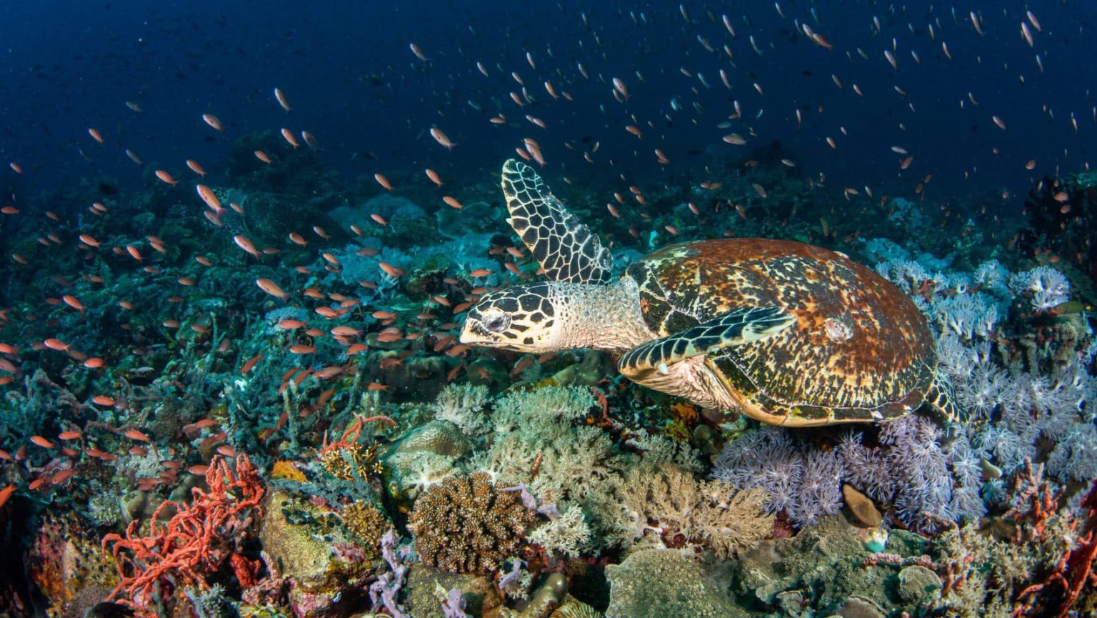 Philippines, Tubbataha Liveaboard & Dumaguete Land Based - A-1 Scuba ...