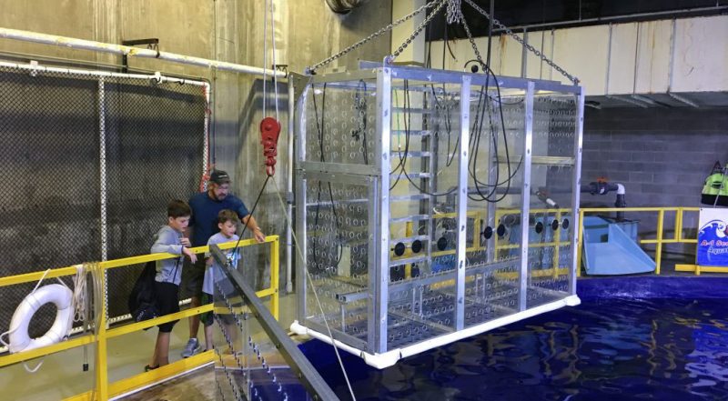 The Shark Cage Experience at the Downtown Aquarium | A-1 Scuba
